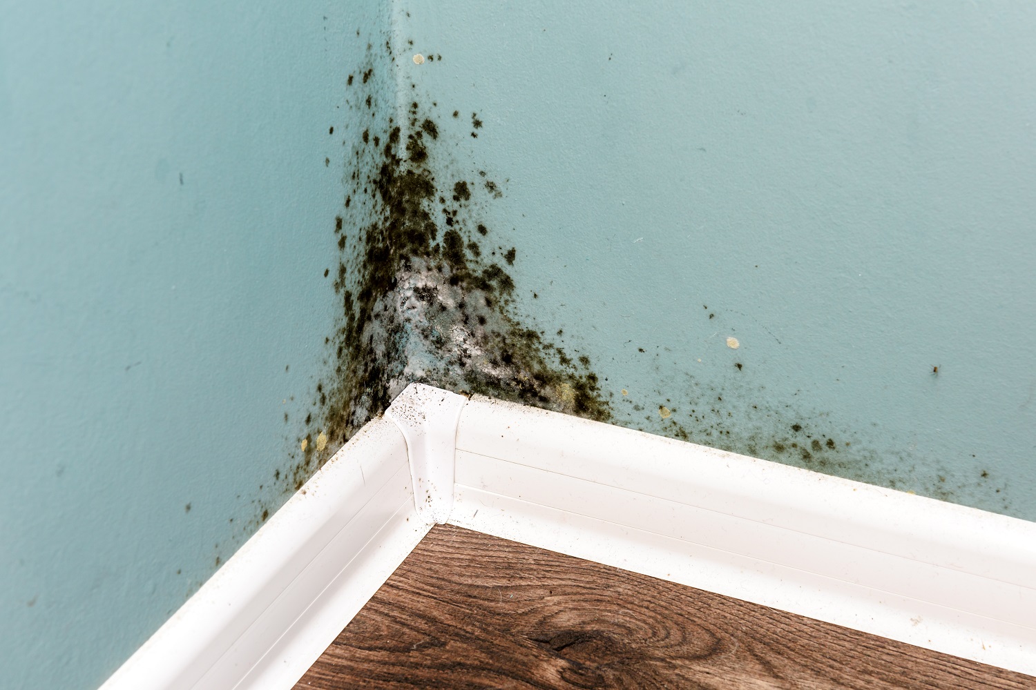 How To Spot Water Damage - Spotless Cleaners & Restoration